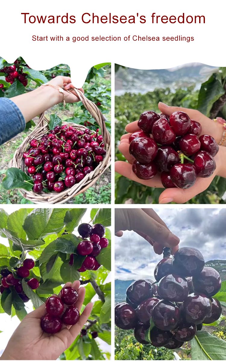 Fully Imported Chilean Chelsea Seeds-carylook